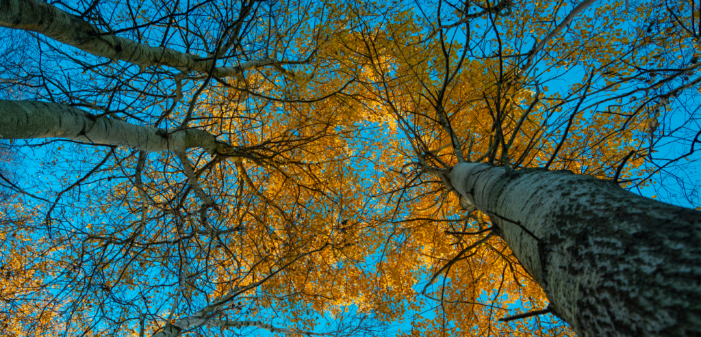 Mandalay Newsletter - February 2025 - Mandalay Technologies